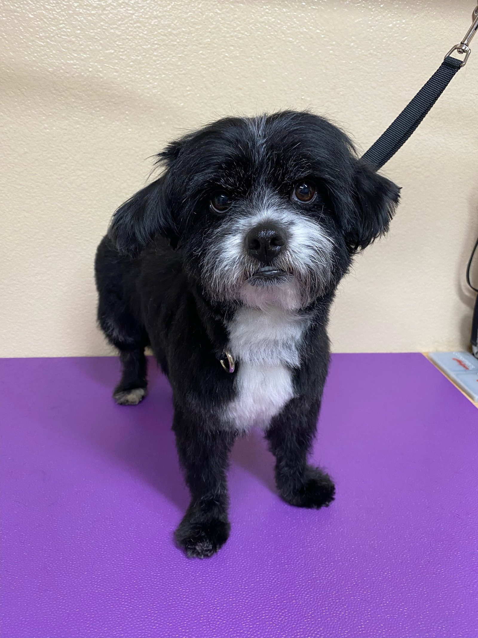 Dog for Adoption - Baxter, a Havanese in Menifee, CA | Alpha Paw