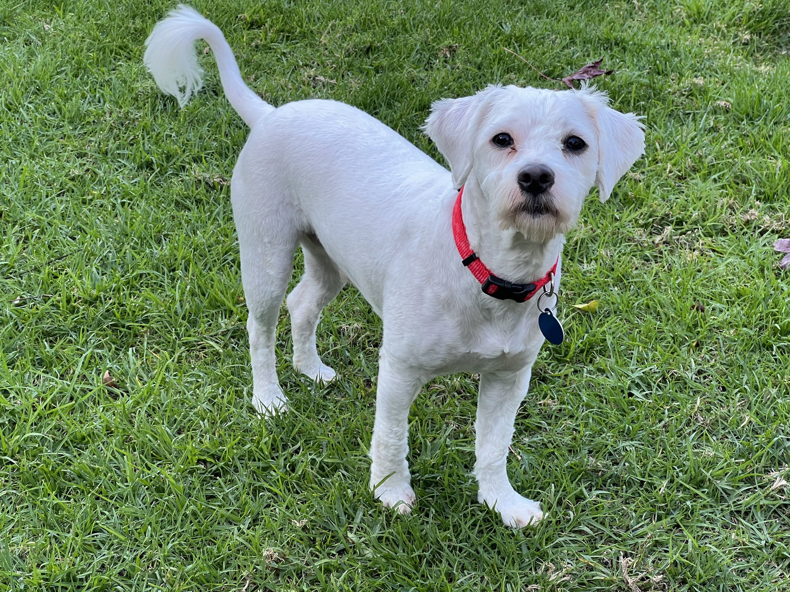 Dog for Adoption - Marshmallow, a Maltese in Menifee, CA | Alpha Paw