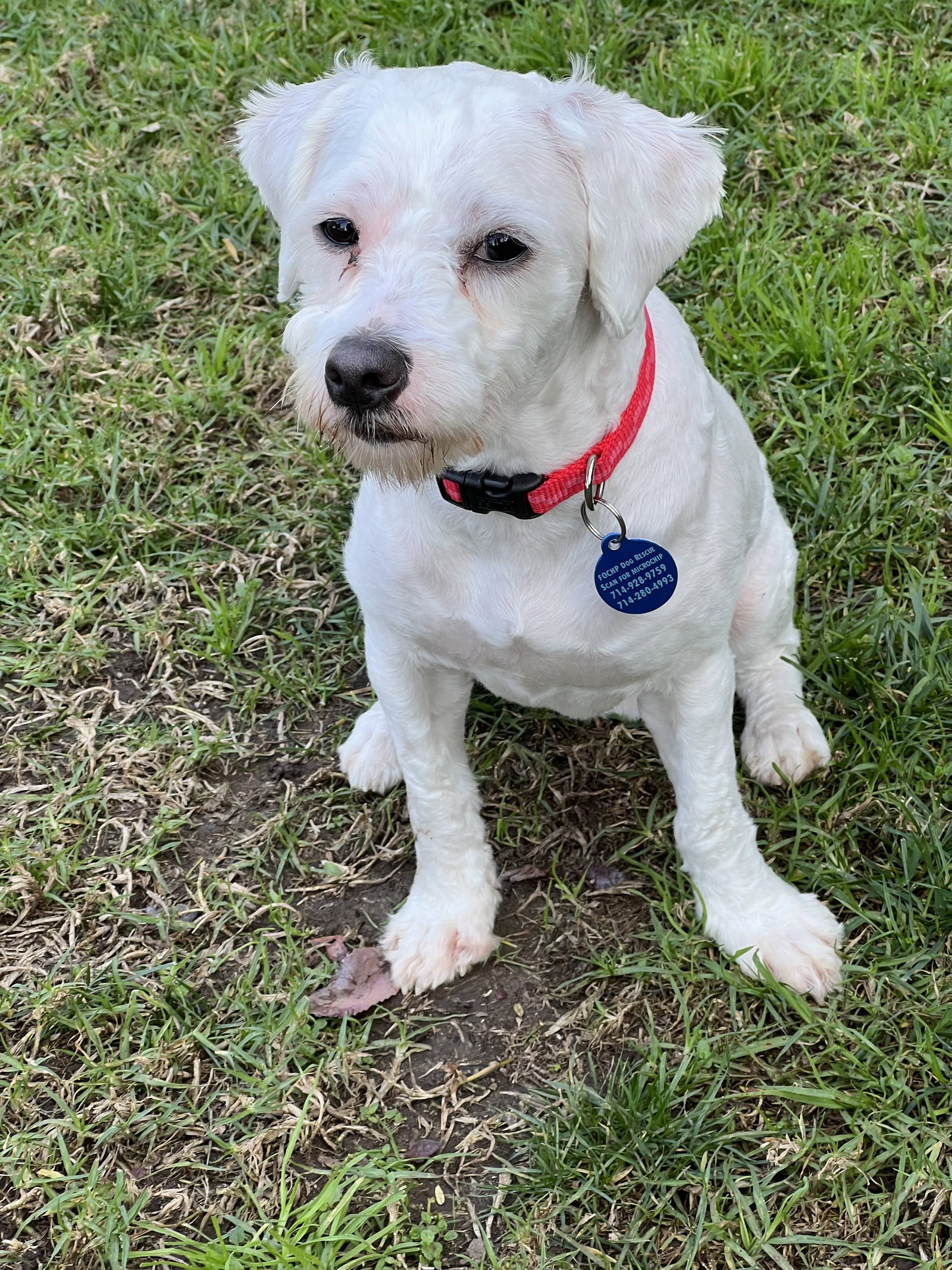 Dog for Adoption - Marshmallow, a Maltese in Menifee, CA | Alpha Paw