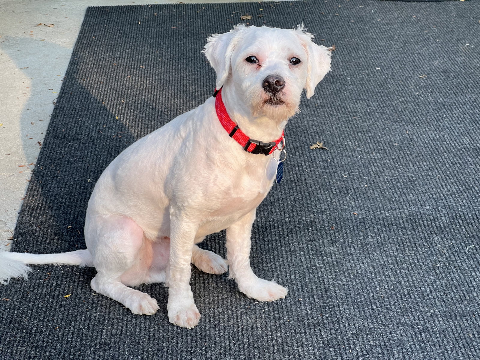 Dog for Adoption - Marshmallow, a Maltese in Menifee, CA | Alpha Paw