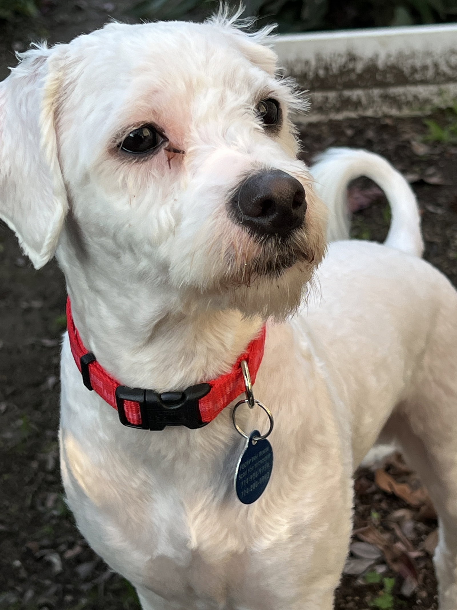 Dog for Adoption - Marshmallow, a Maltese in Menifee, CA | Alpha Paw