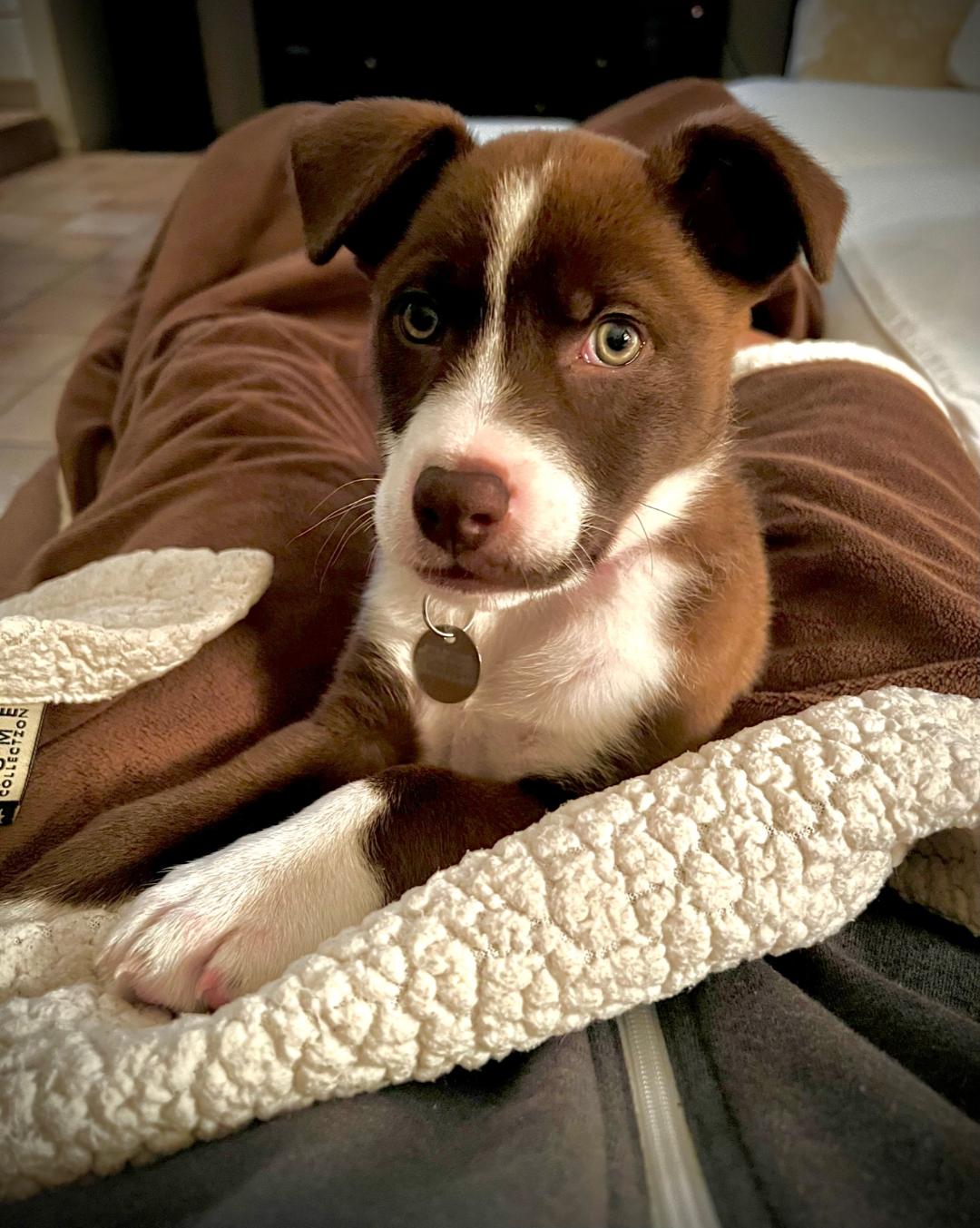 Dog for Adoption - Bailee, a Border Collie in Huntington Beach, CA ...