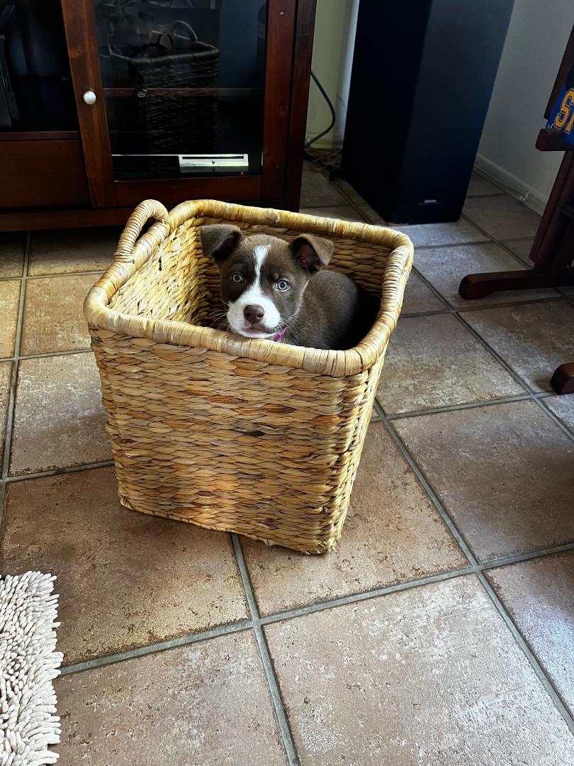 Dog for Adoption - Bailee, a Border Collie in Huntington Beach, CA ...