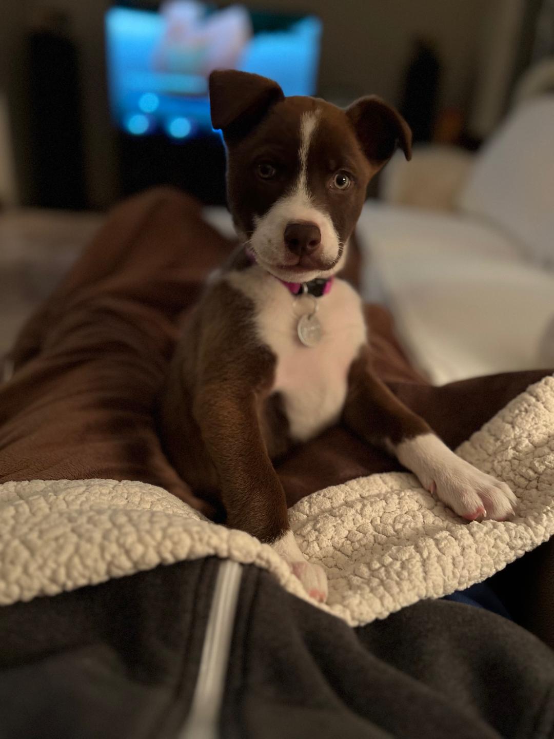 Dog for Adoption - Bailee, a Border Collie in Huntington Beach, CA ...
