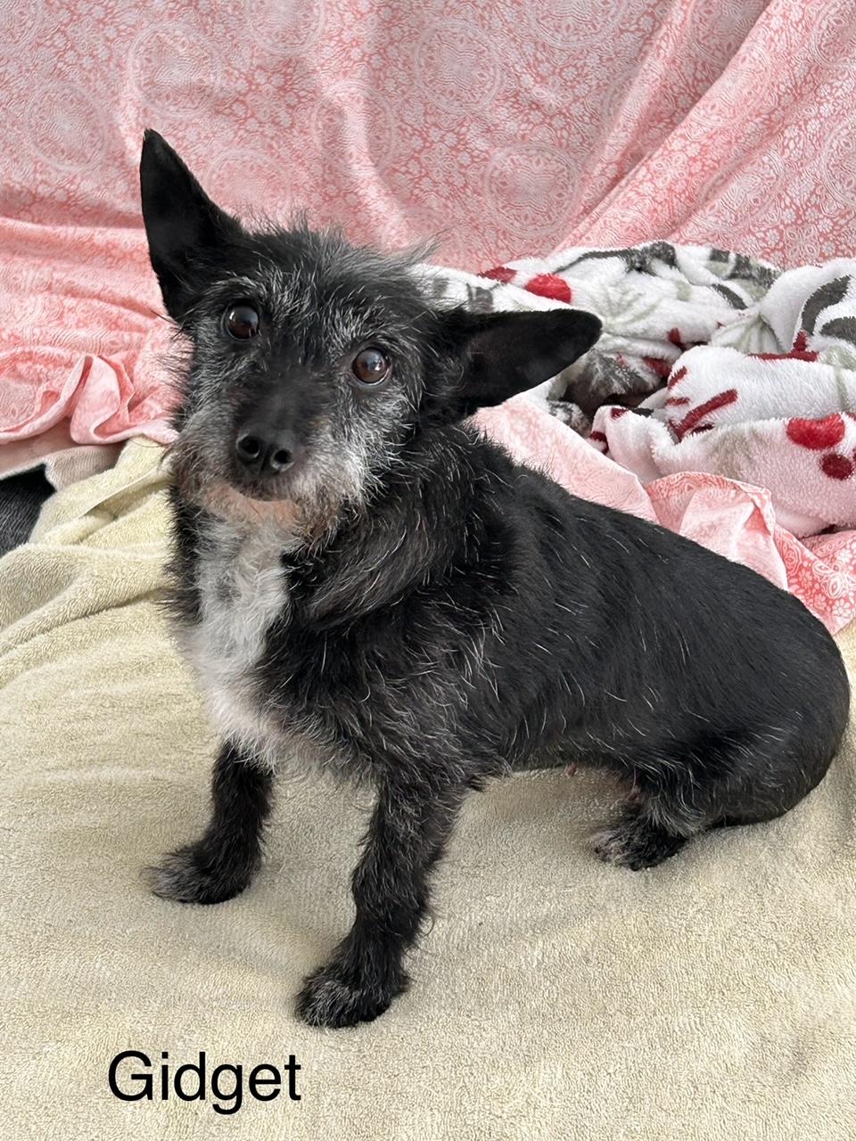 Dog for Adoption - Gidget, a Schnauzer in Beverly Hills, CA | Alpha Paw
