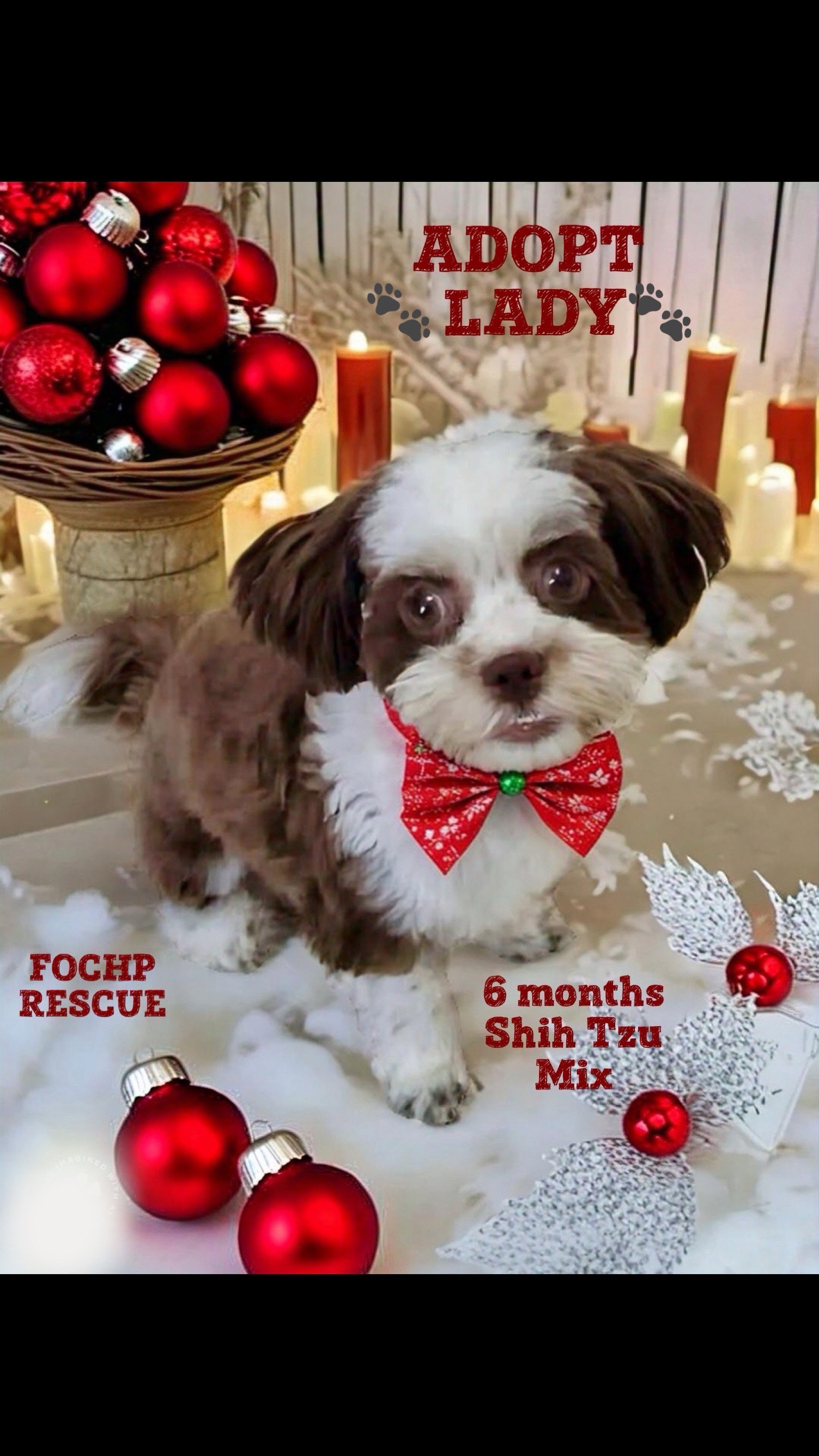 Dog for Adoption - Lady, a Shih Tzu in Murrieta, CA | Alpha Paw