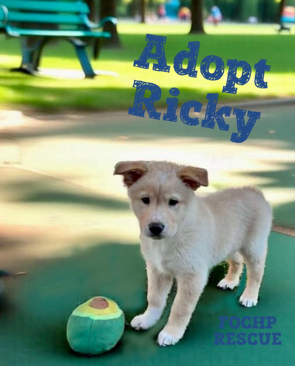 Dog for Adoption - Ricky, a Australian Shepherd in Rialto, CA | Alpha Paw