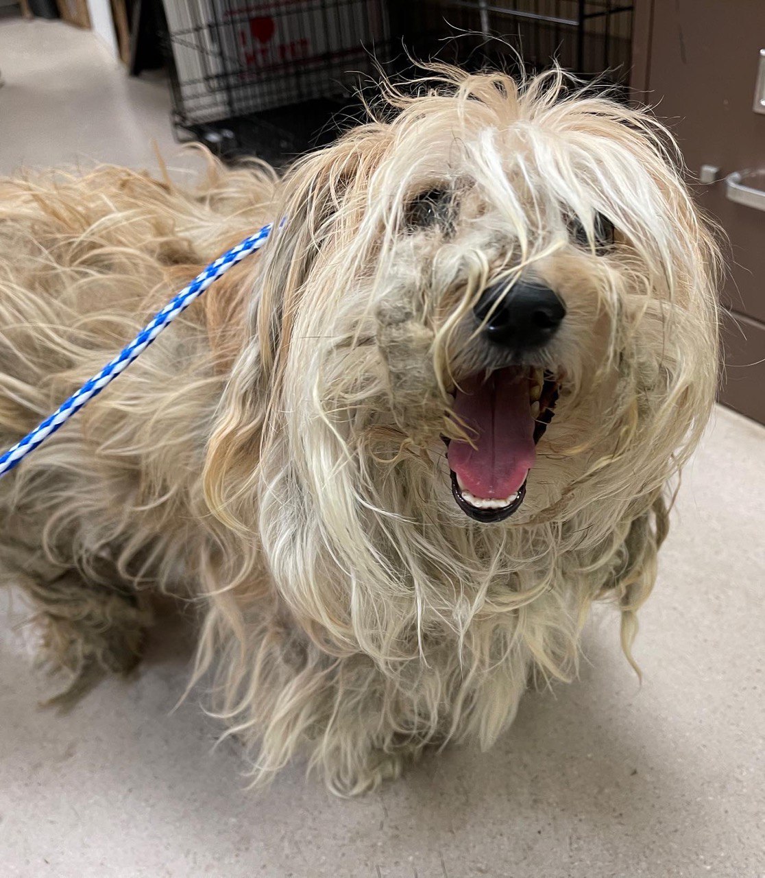 Dog for Adoption - Spanky, a Tibetan Terrier in San Joaquin, CA | Alpha Paw