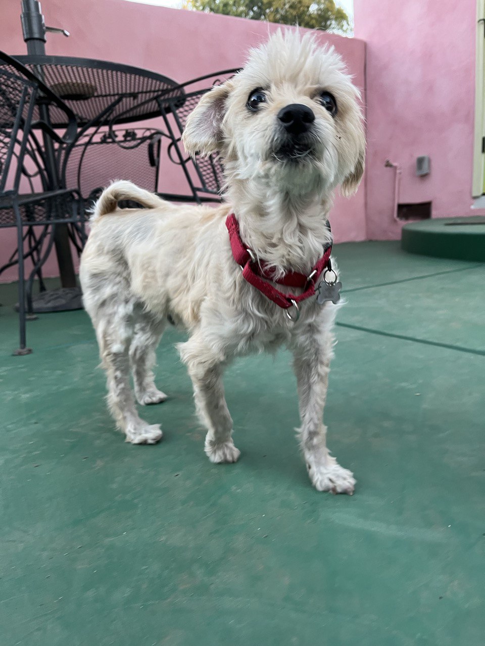 Dog for Adoption - Spanky, a Tibetan Terrier in San Joaquin, CA | Alpha Paw