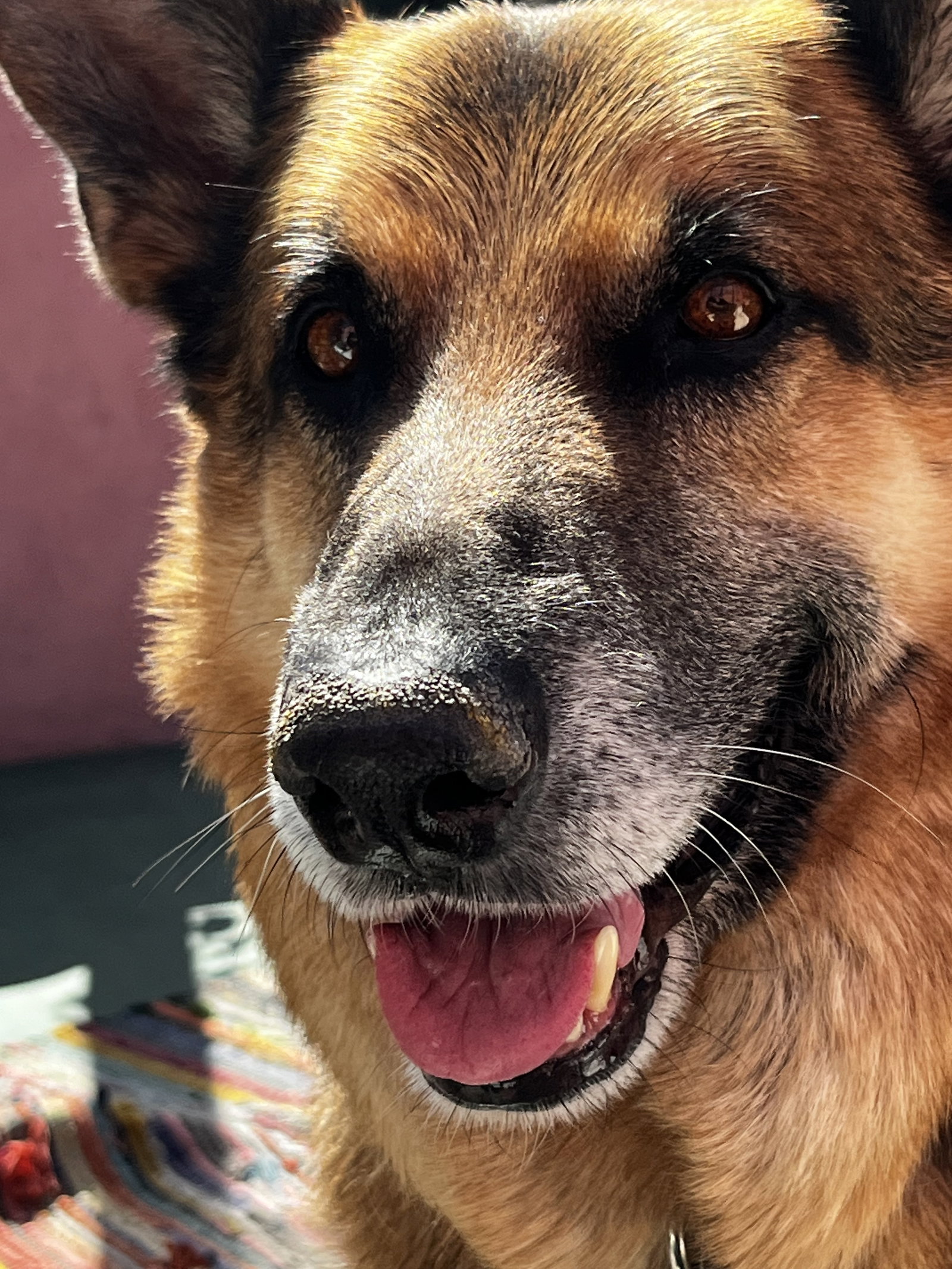 Dog for Adoption - Rocky, a German Shepherd Dog in San Mateo, CA ...