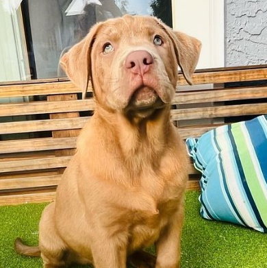 Dog adoption in Sunnyvale, CA 94085: Labrador Retriever / Pit Bull ...