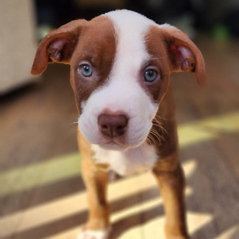 Dog adoption in Sunnyvale, CA 94085: Pit Bull Terrier / Mixed Dog "Spatula"