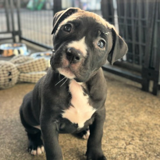 Dog adoption in Sunnyvale, CA 94085: Pit Bull Terrier / Mixed Dog "Ethel"