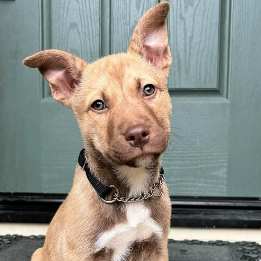 Dog adoption in Sunnyvale, CA 94085: Pit Bull Terrier / Shepherd ...