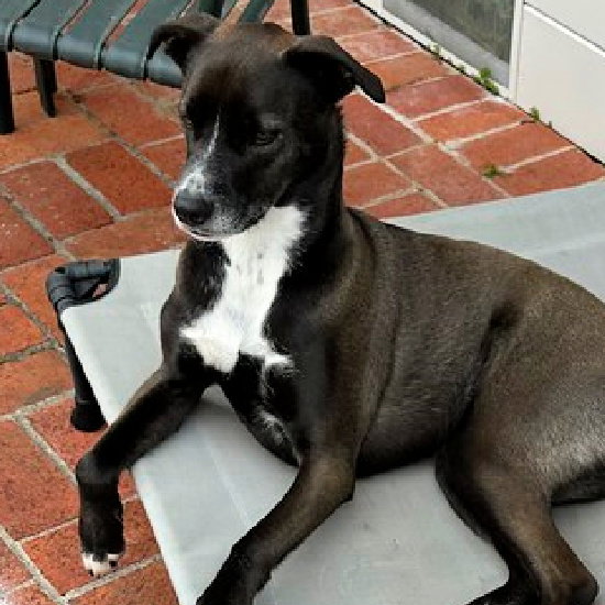 Dog adoption in Sunnyvale, CA 94085: Labrador Retriever / Terrier ...