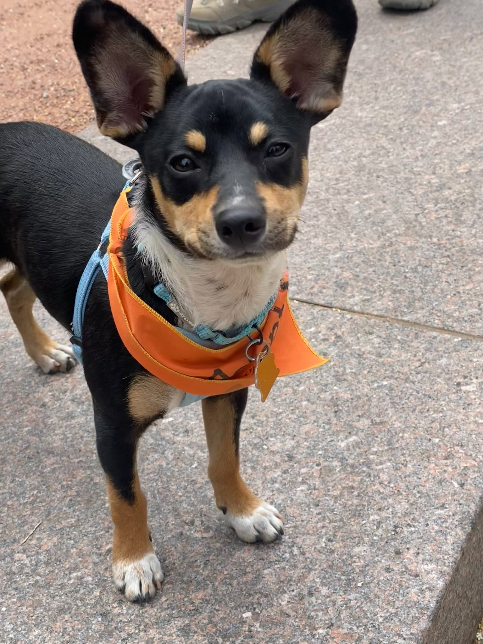 Dog adoption in Sunnyvale, CA 94085: Chihuahua / Mixed Dog "Tito"