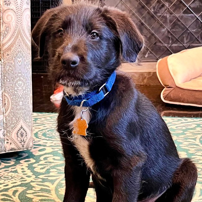 Dog for Adoption - Cider, a Wire-haired Pointing Griffon in San Martin ...
