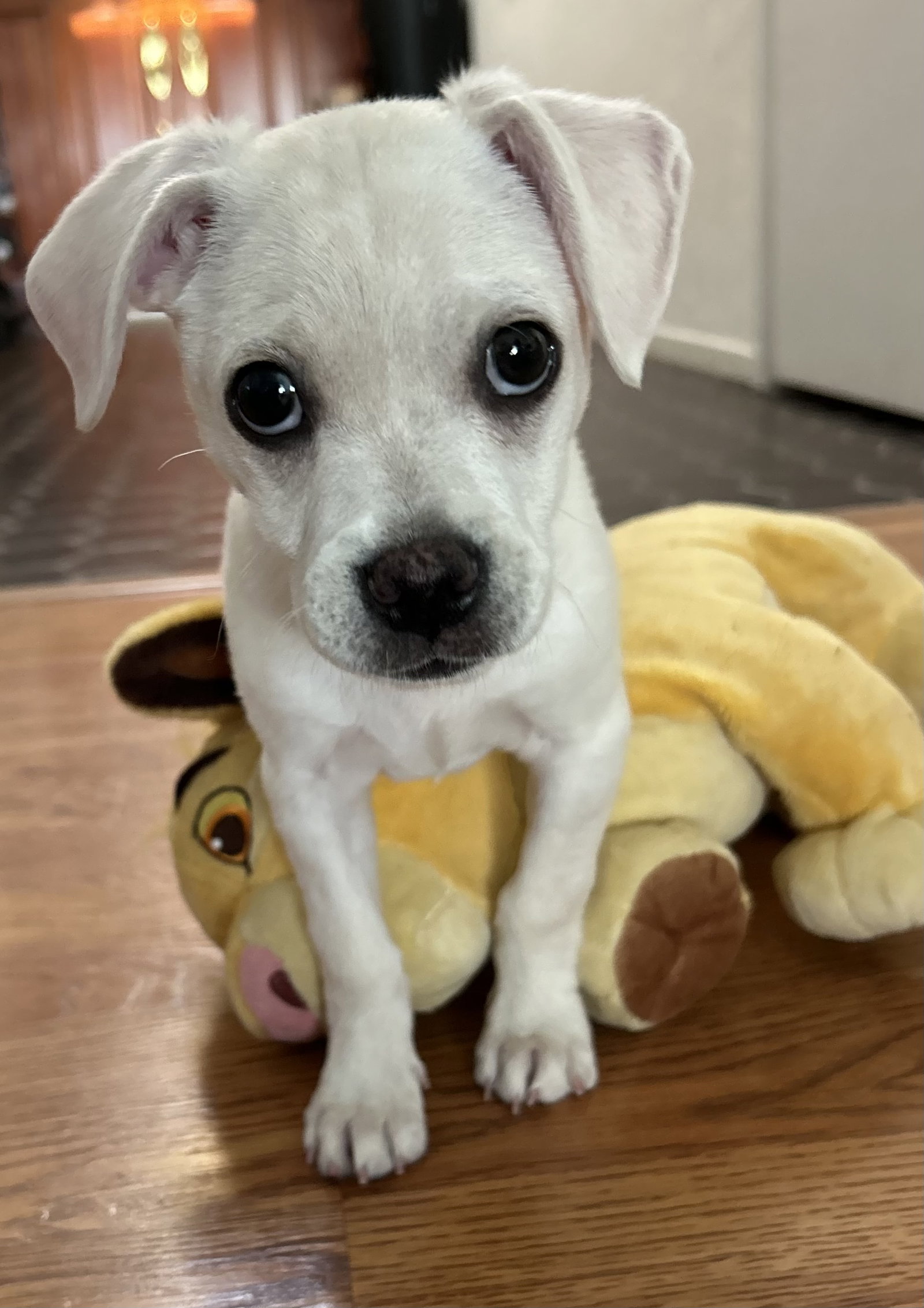 Dog adoption in Sunnyvale, CA 94085: Terrier / Mixed Dog "Indy"