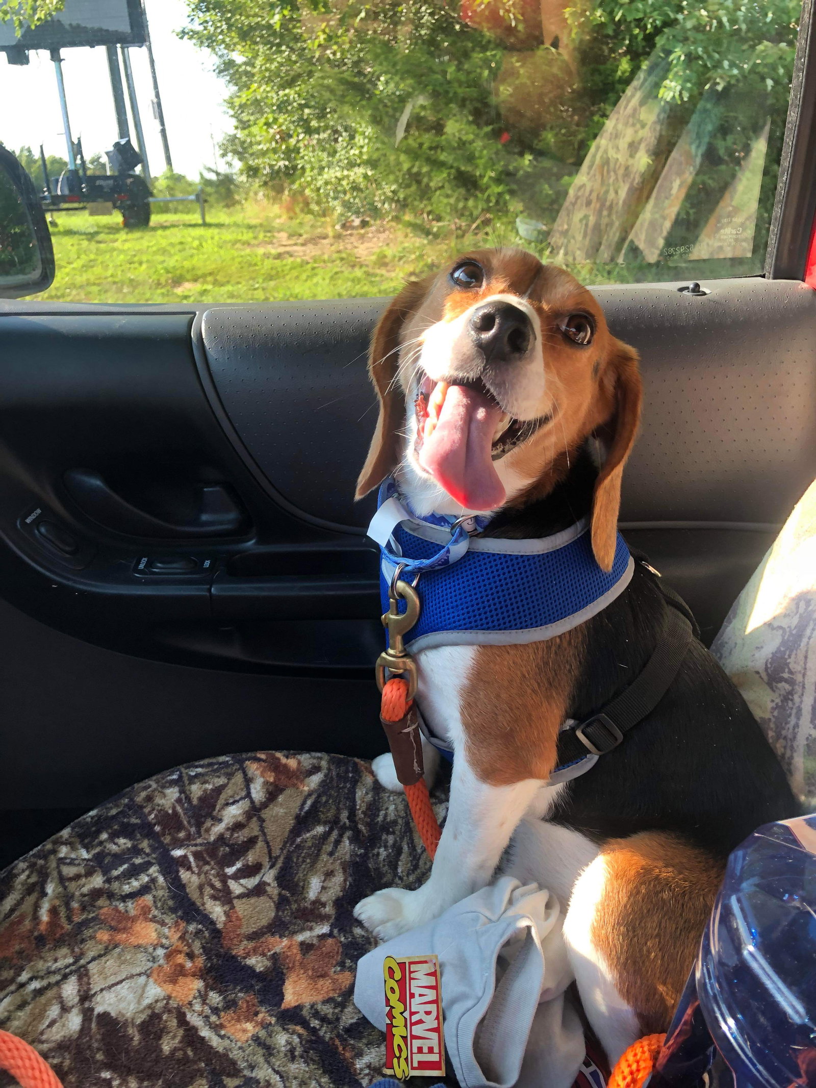 Dog for Adoption - Garth Brooks, a Beagle in Hanover County, VA | Alpha Paw