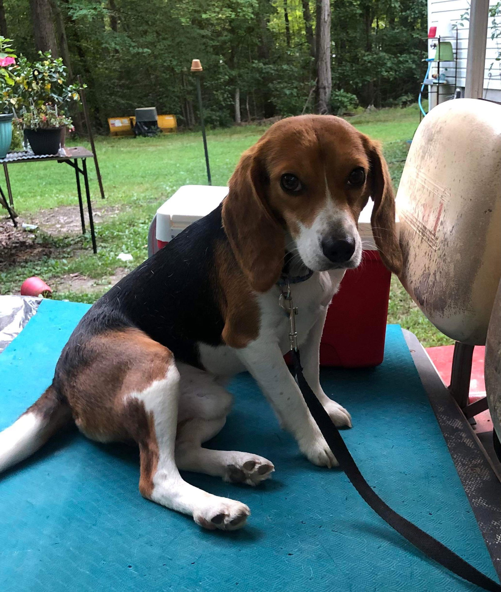 Dog for Adoption - Garth Brooks, a Beagle in Hanover County, VA | Alpha Paw