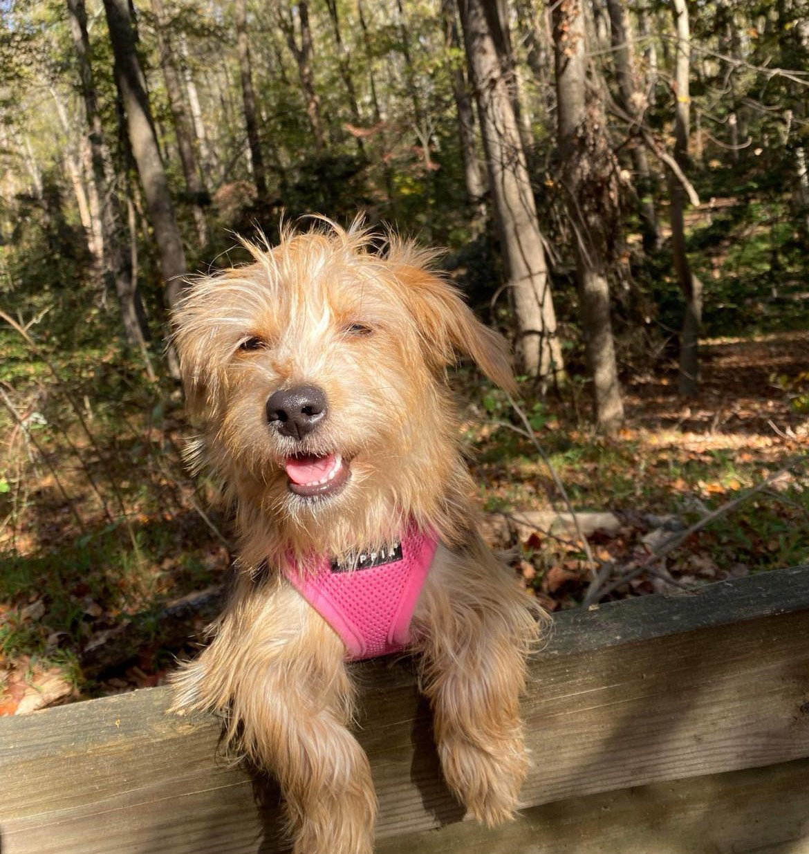 Dog for Adoption - Daisy, a Yorkshire Terrier Yorkie in City Of Falls ...