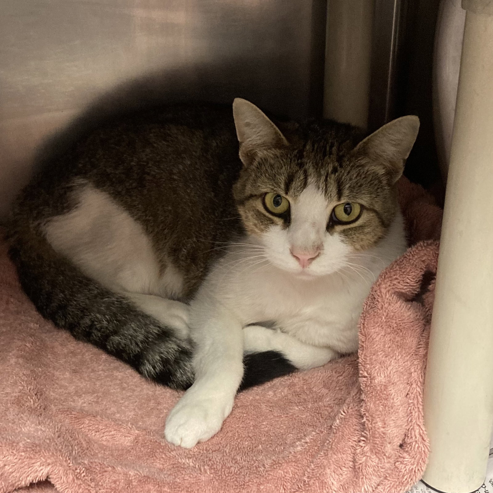 Cats for Adoption in North Myrtle Beach, South Carolina | Alpha Paw