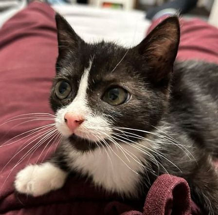 Cat adoption in North Myrtle Beach, SC 29582: Domestic Short Hair ...