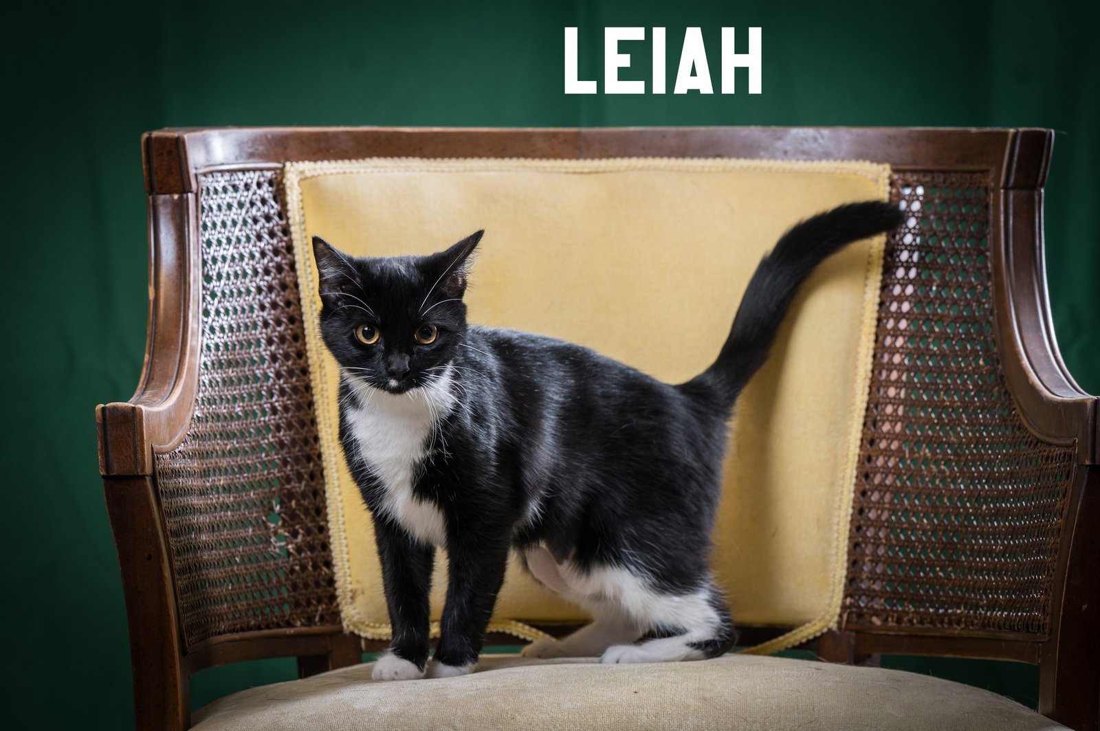 Cat adoption in North Myrtle Beach, SC 29582: Domestic Short Hair ...