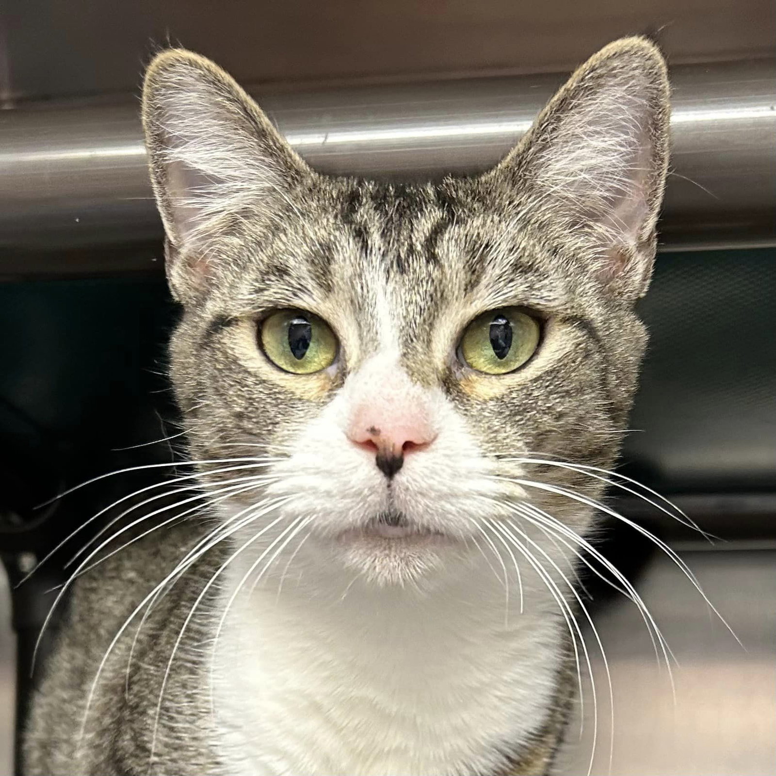 Cat adoption in North Myrtle Beach, SC 29582: Domestic Short Hair ...