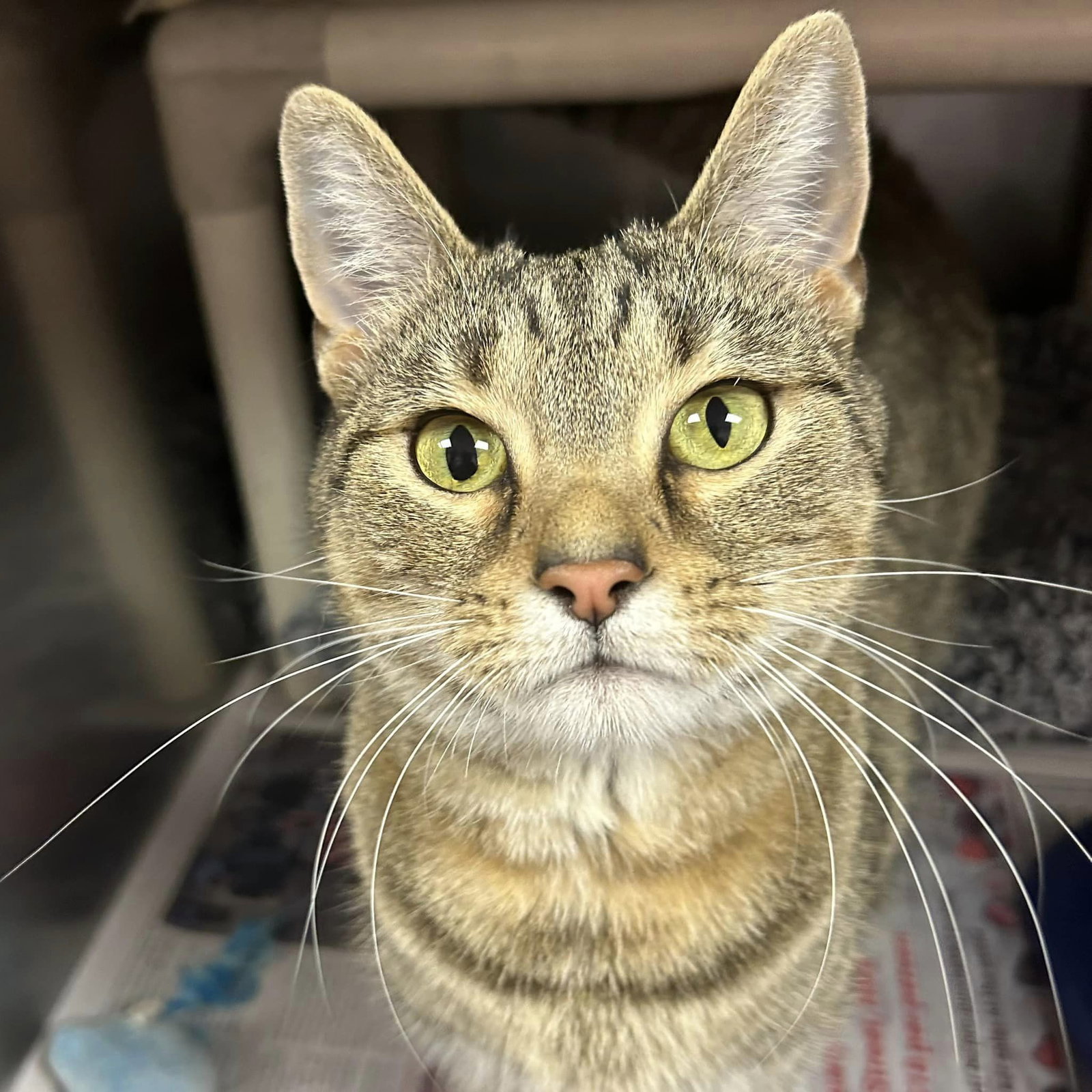 Cats for Adoption in Myrtle Beach, South Carolina | Alpha Paw