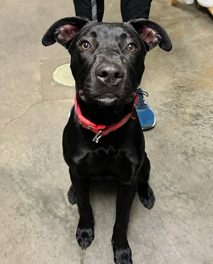 Dog adoption in North Myrtle Beach, SC 29582: Labrador Retriever ...