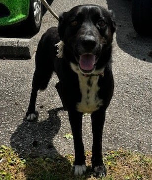 Dog adoption in North Myrtle Beach, SC 29582: Labrador Retriever ...