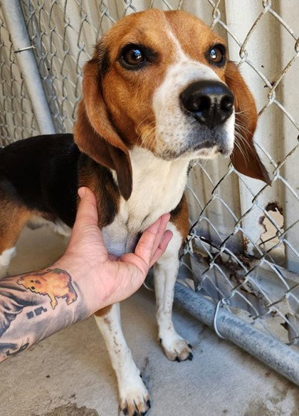 Dog for Adoption - Holler, a Beagle in Myrtle Grove, NC | Alpha Paw