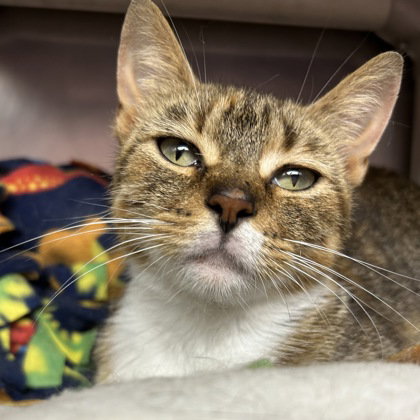 Cat adoption in North Myrtle Beach, SC 29582: Domestic Short Hair ...