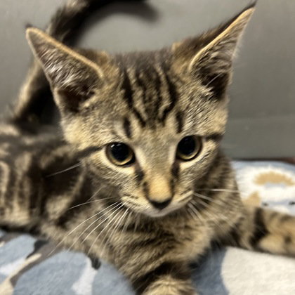 Cats for Adoption in Myrtle Beach, South Carolina | Alpha Paw