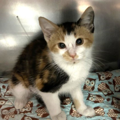 Cats for Adoption in Myrtle Beach, South Carolina | Alpha Paw