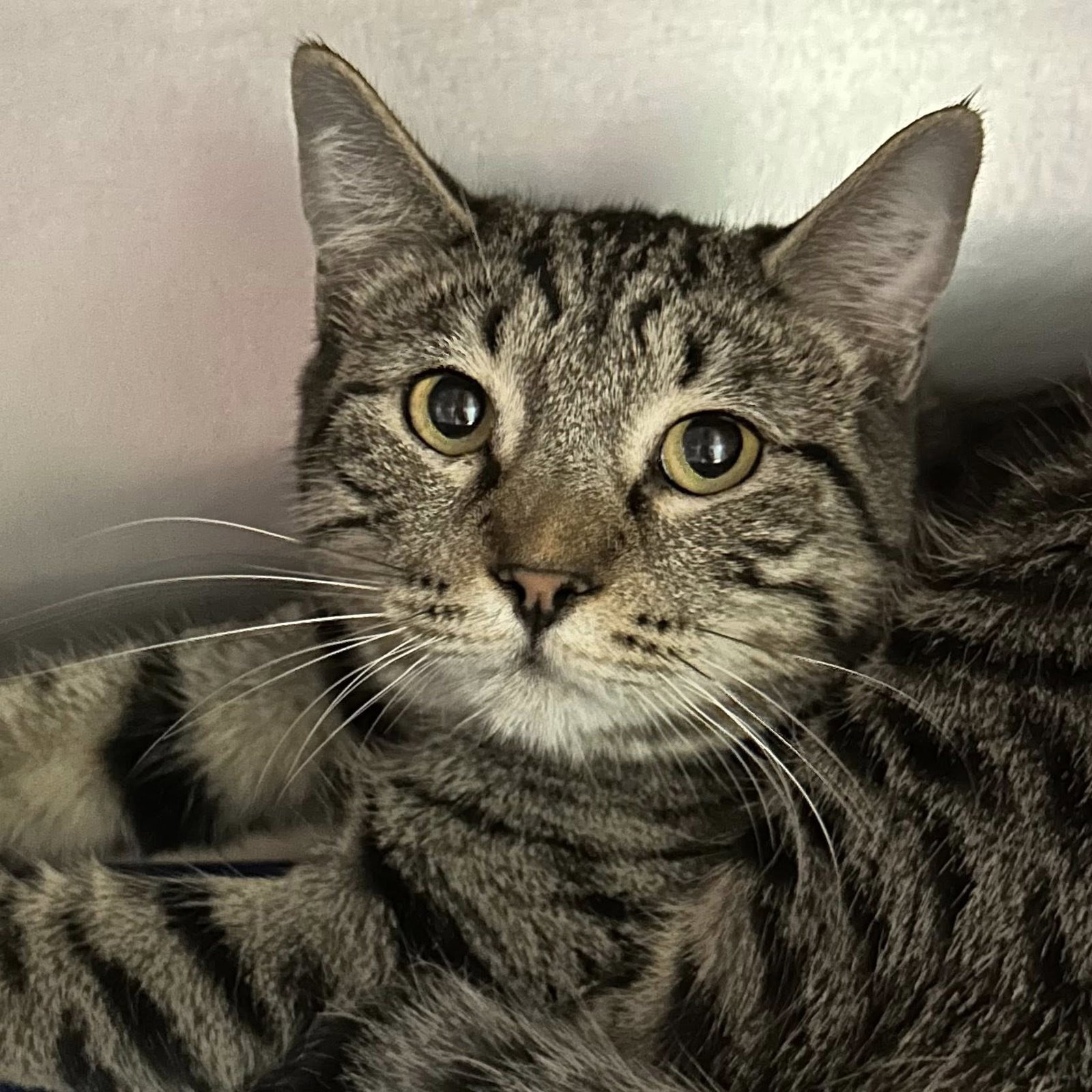 Cats for Adoption in Calabash, North Carolina | Alpha Paw