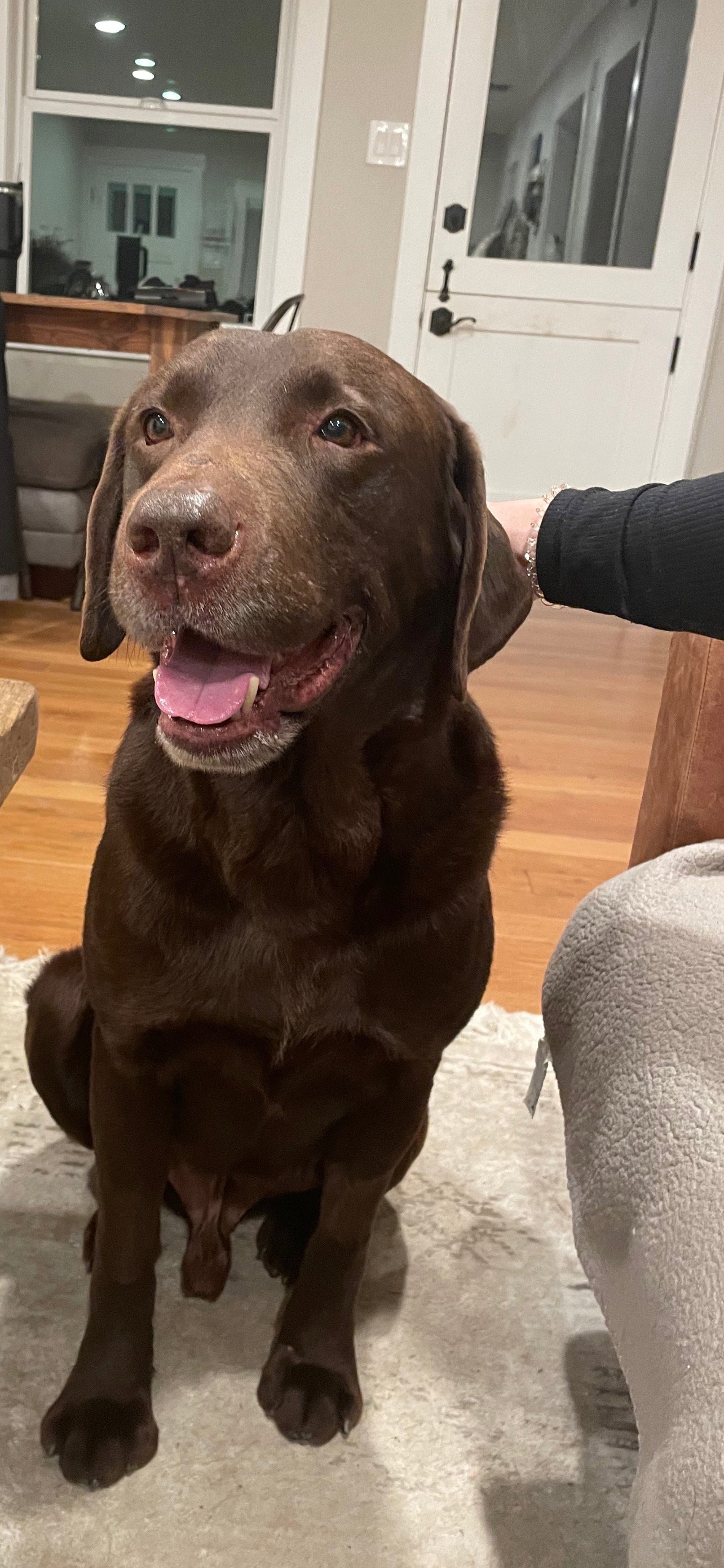 Dog for Adoption - Moose, a Chocolate Labrador Retriever in Encinitas ...