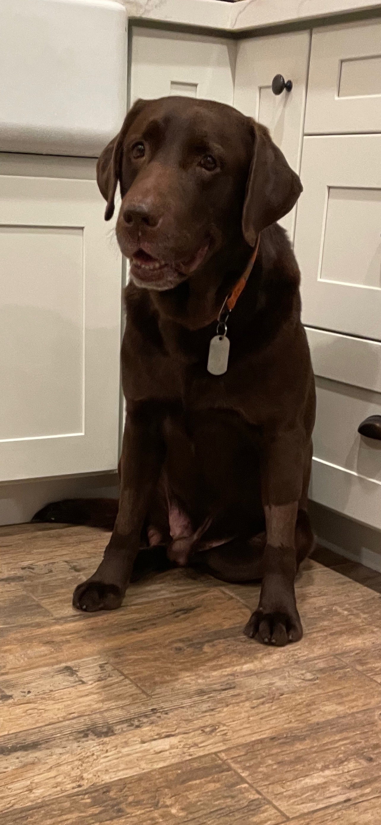 Dog for Adoption - Moose, a Chocolate Labrador Retriever in Encinitas ...