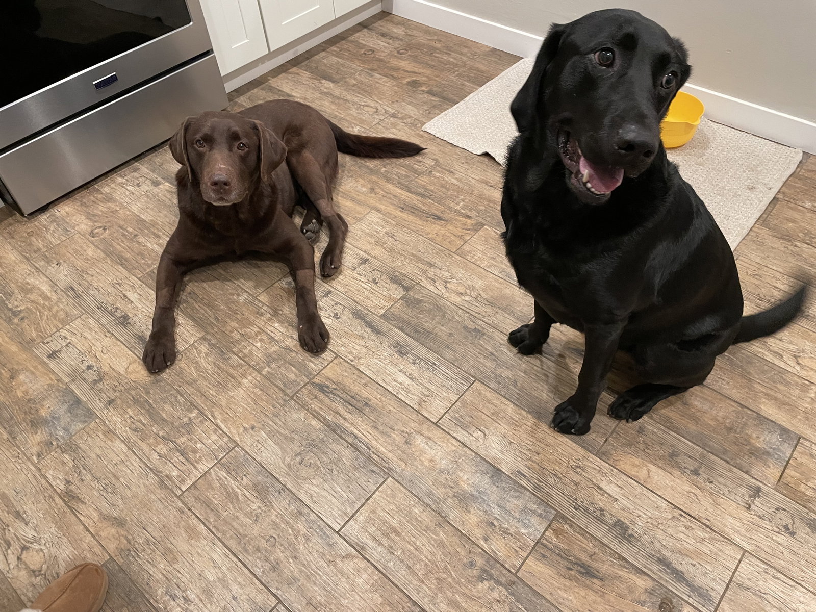 Dog for Adoption - Moose, a Chocolate Labrador Retriever in Encinitas ...