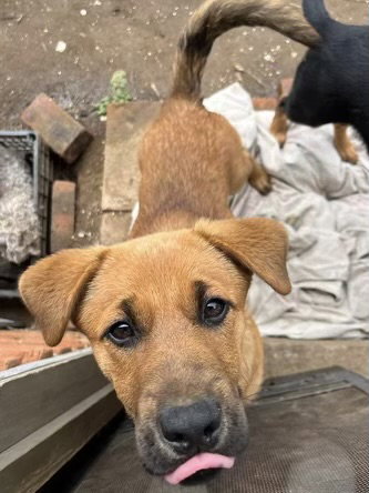 Dog for Adoption - Cleo, a Shepherd in Mayflower Village, CA | Alpha Paw