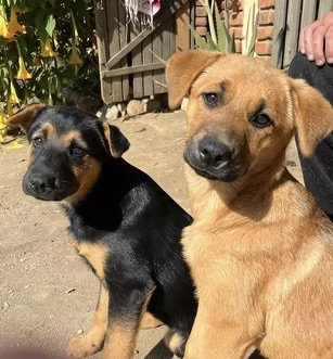 Dog for Adoption - Cleo, a Shepherd in Mayflower Village, CA | Alpha Paw