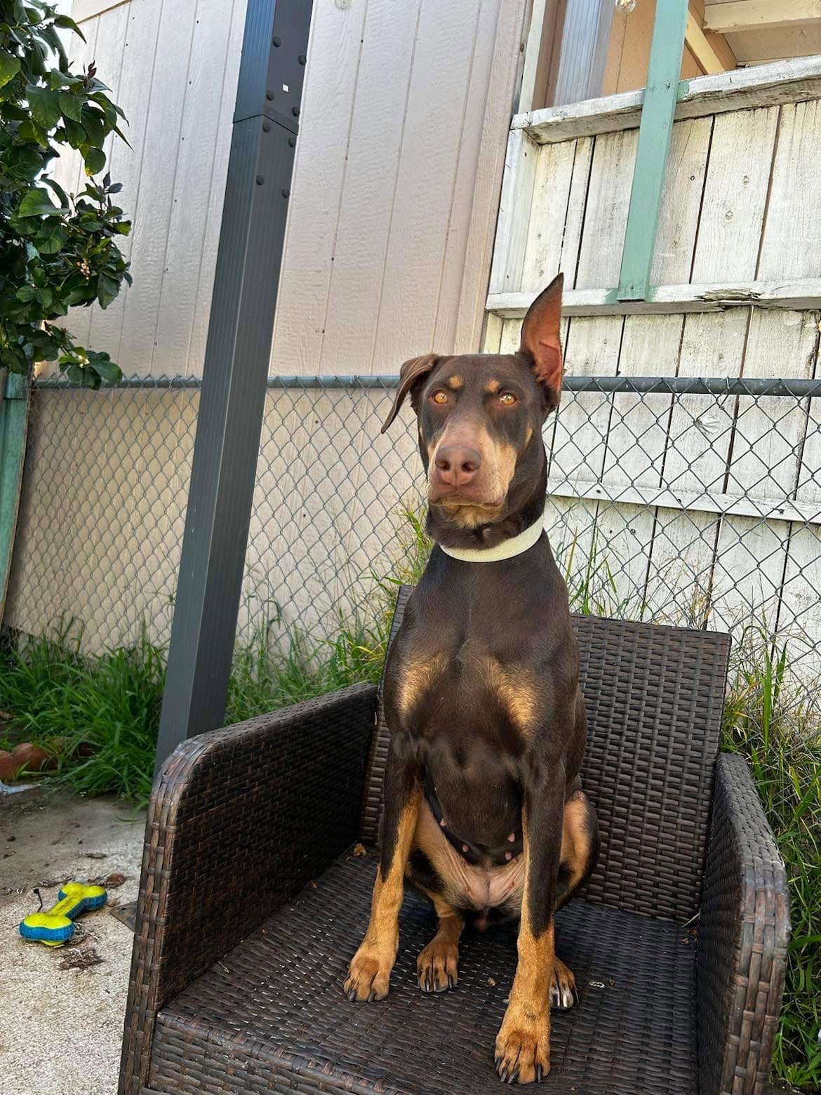 Dog for Adoption - Tatum, a Doberman Pinscher in Rialto, CA | Alpha Paw