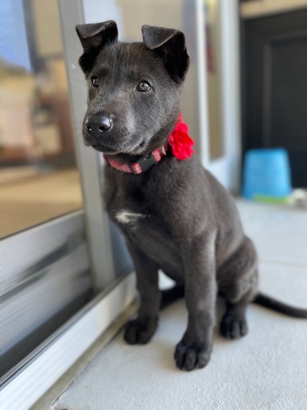 Dog for Adoption - Pearl, a Labrador Retriever in Orange County, CA ...