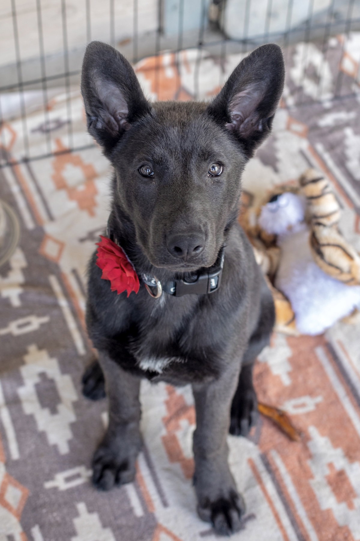 Dog for Adoption - Pearl, a Labrador Retriever in Orange County, CA ...