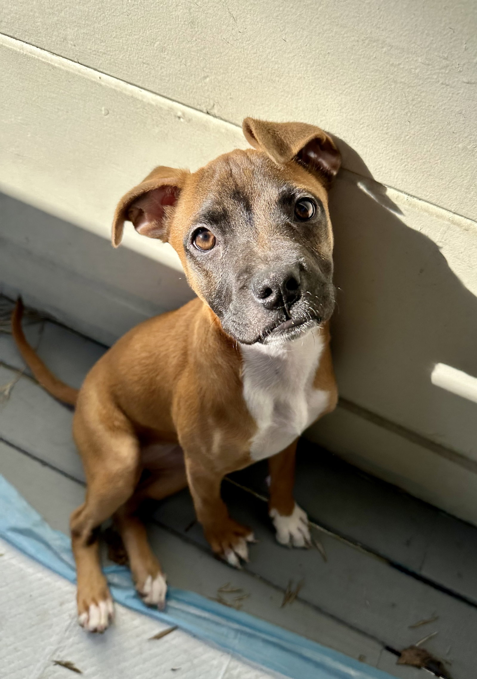 Dog for Adoption - Bambi, a Boxer in Ontario, CA | Alpha Paw