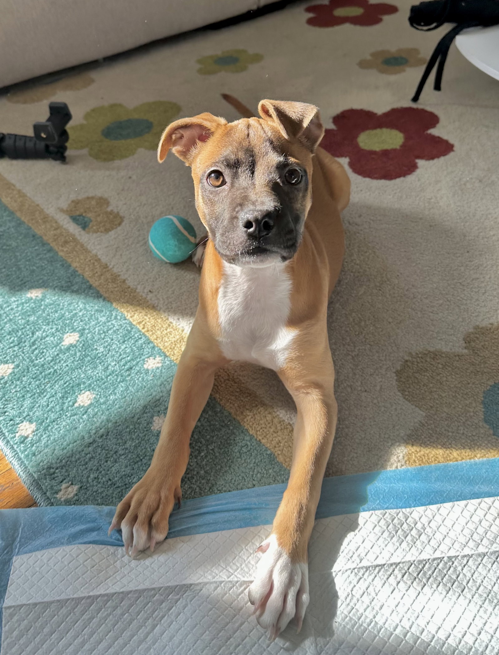 Dog for Adoption - Bambi, a Boxer in Ontario, CA | Alpha Paw