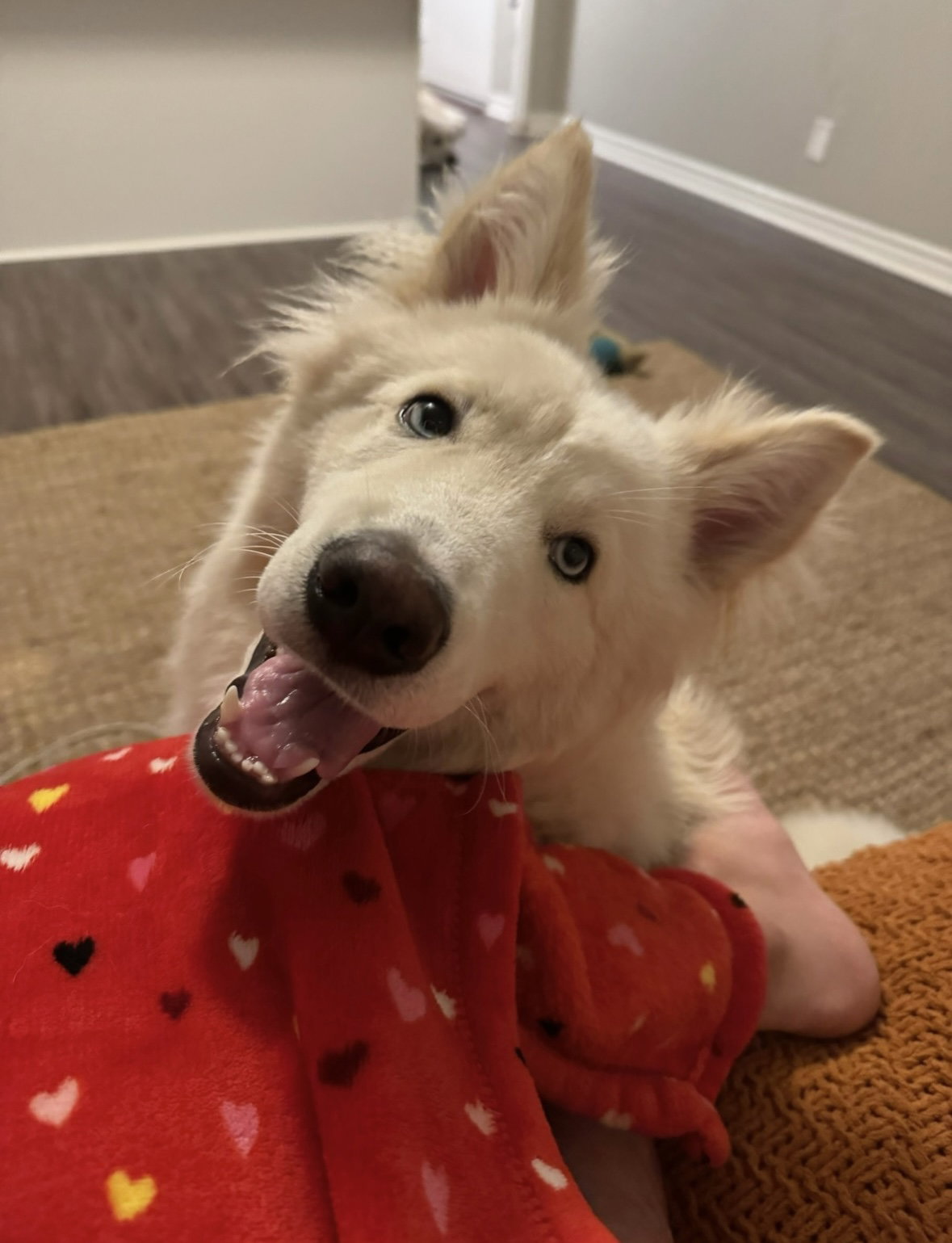 Dog for Adoption - Winter, a Samoyed in Anaheim, CA | Alpha Paw