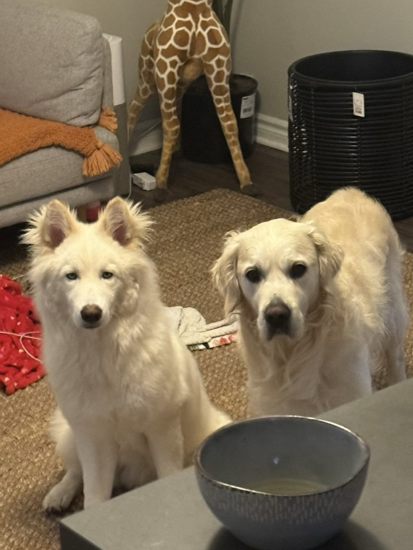 Dog for Adoption - Winter, a Samoyed in Redondo Beach, CA | Alpha Paw