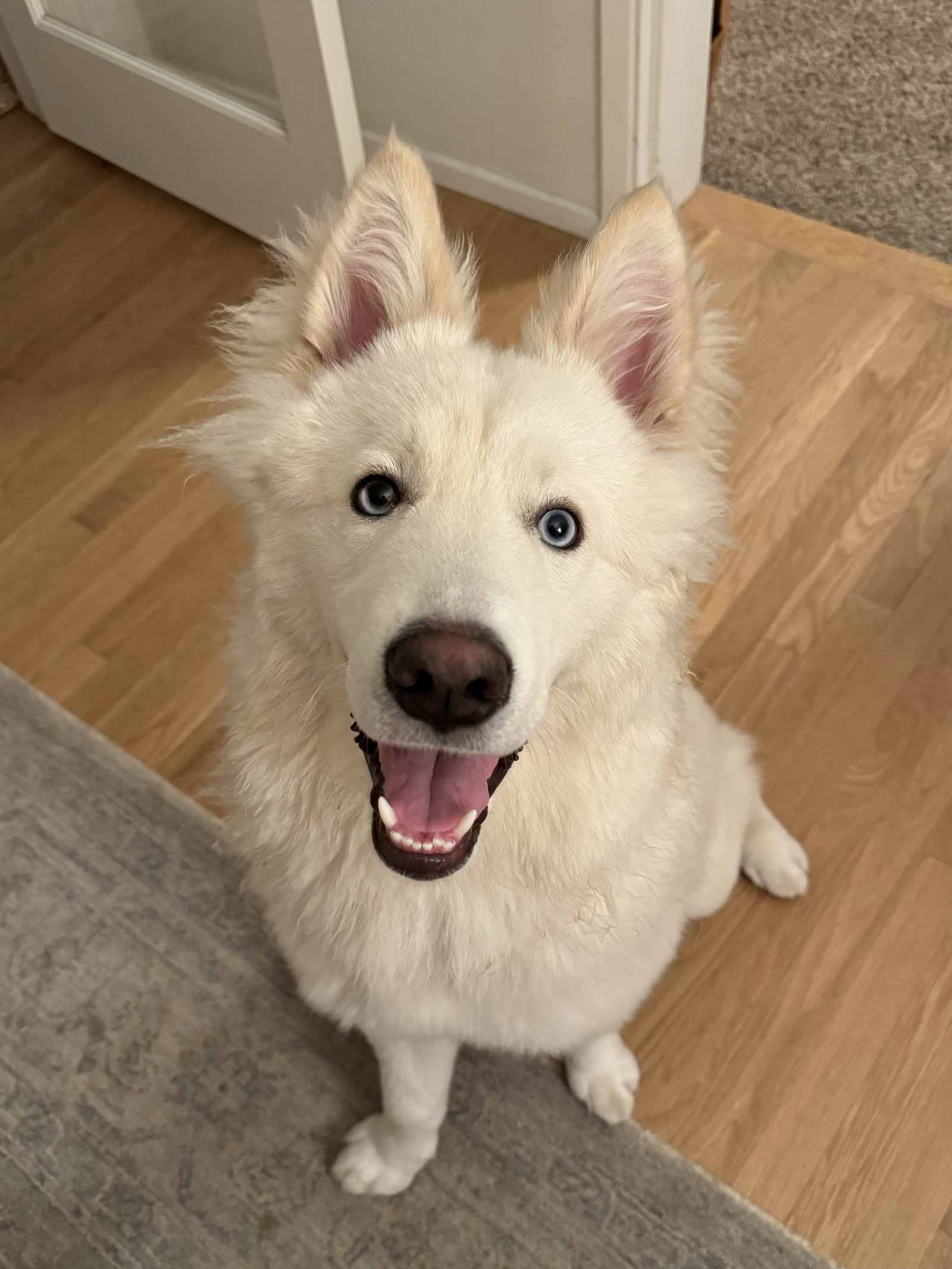 Dog for Adoption - Winter, a Samoyed in Redondo Beach, CA | Alpha Paw